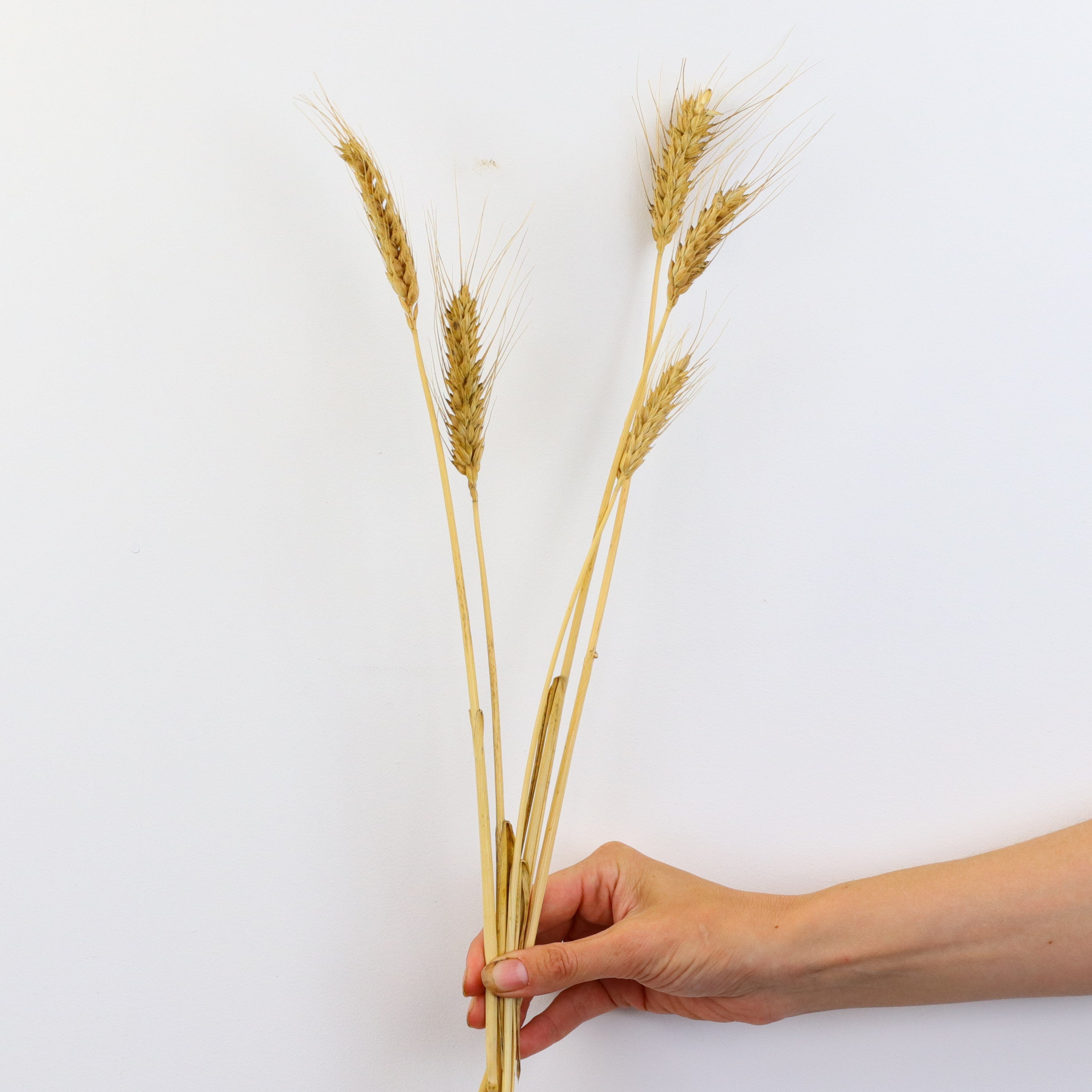 Dried Wheat - DIY Dried Flowers | Flowers Across Australia