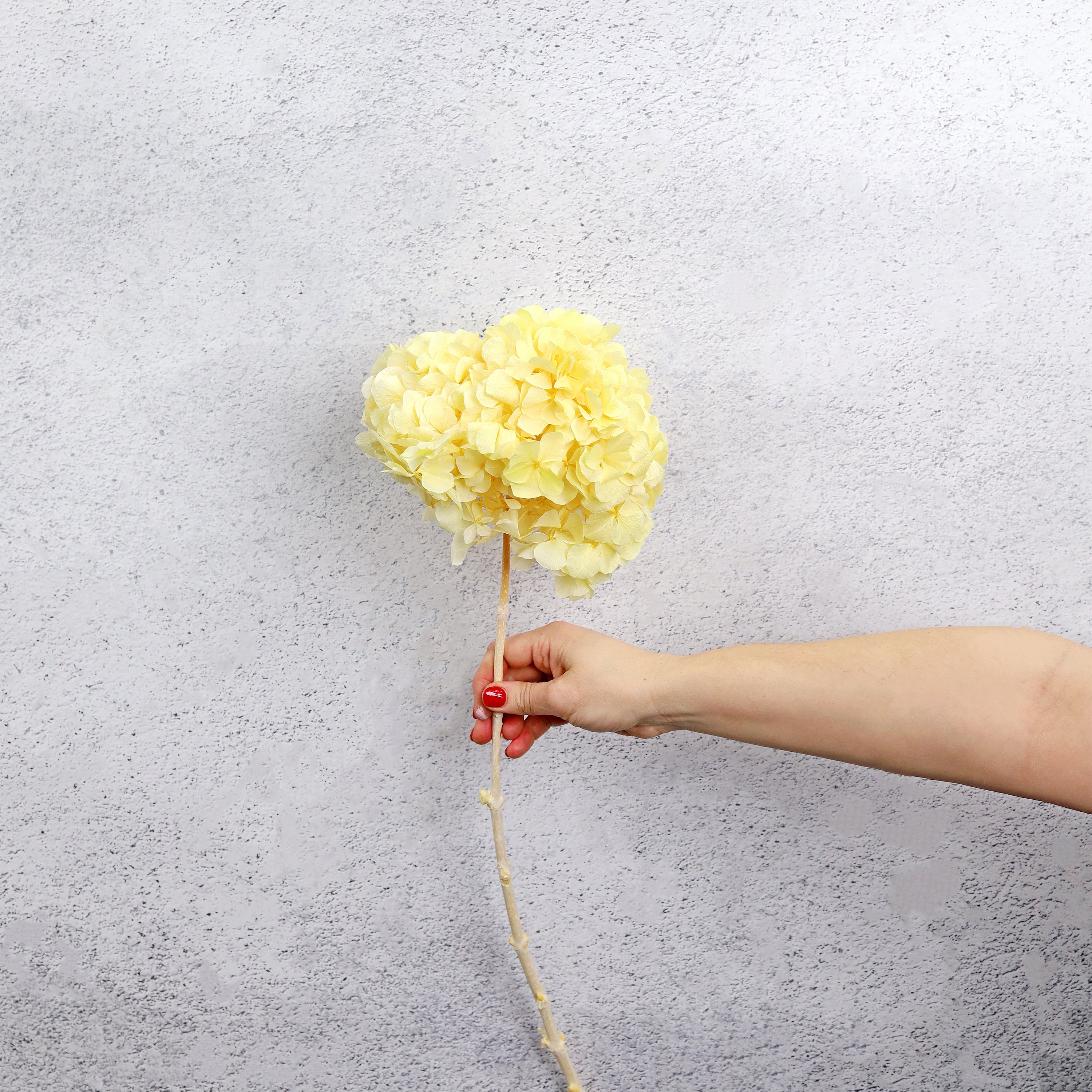 Lemon Hydrangea – Flowers Across Australia