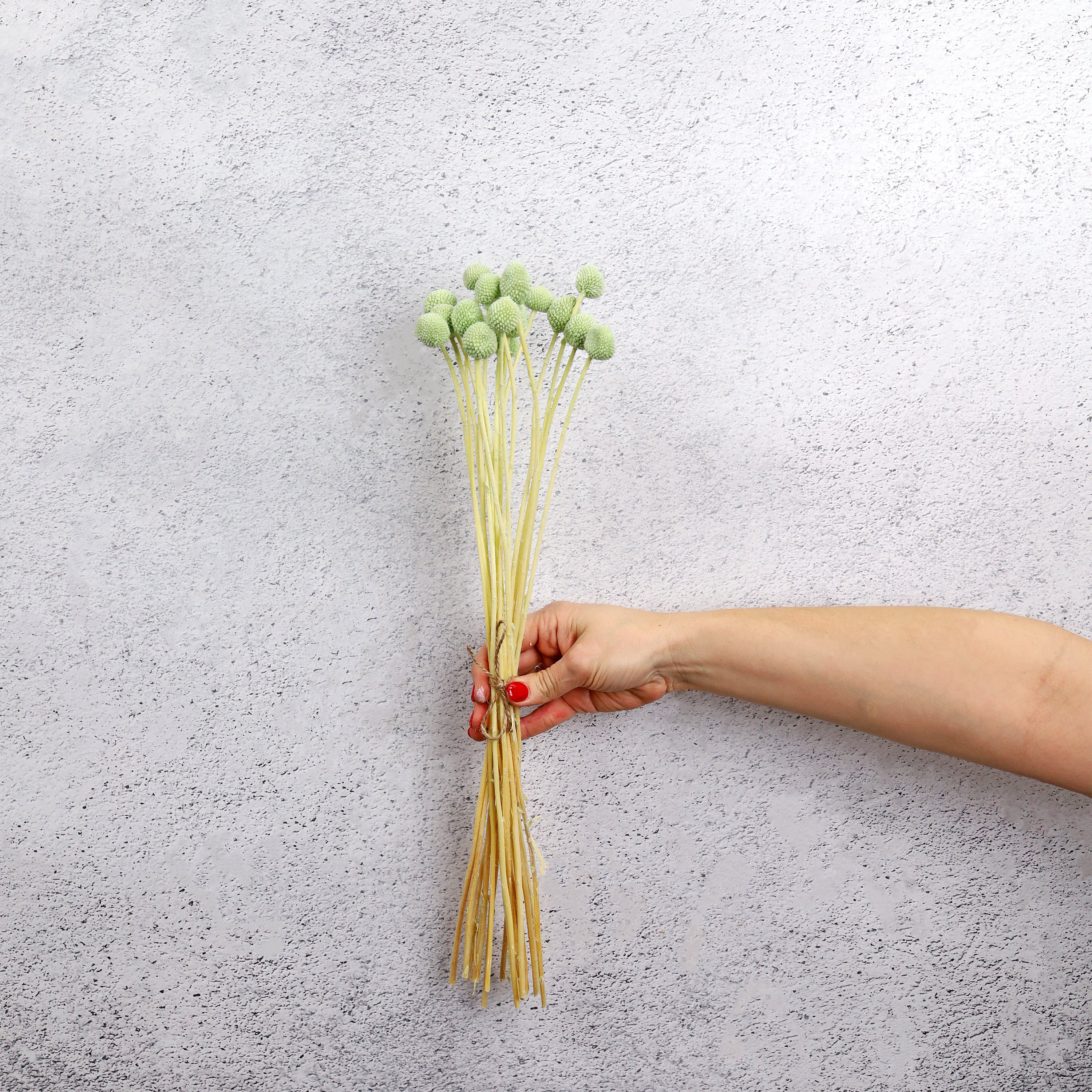 Green Billy Buttons – Flowers Across Australia