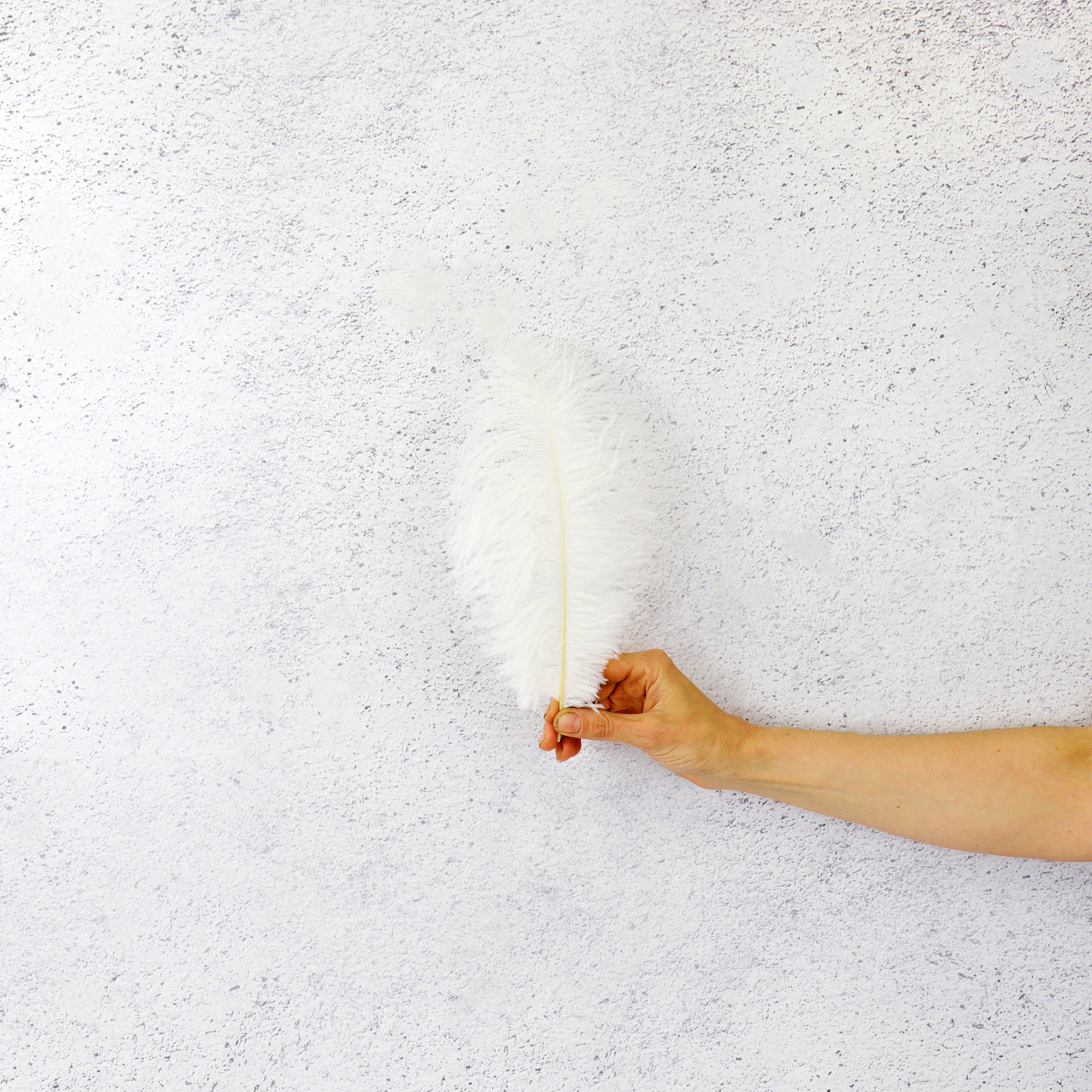 Ostrich Feather | Dried Flowers Delivered Across Australia – Flowers ...