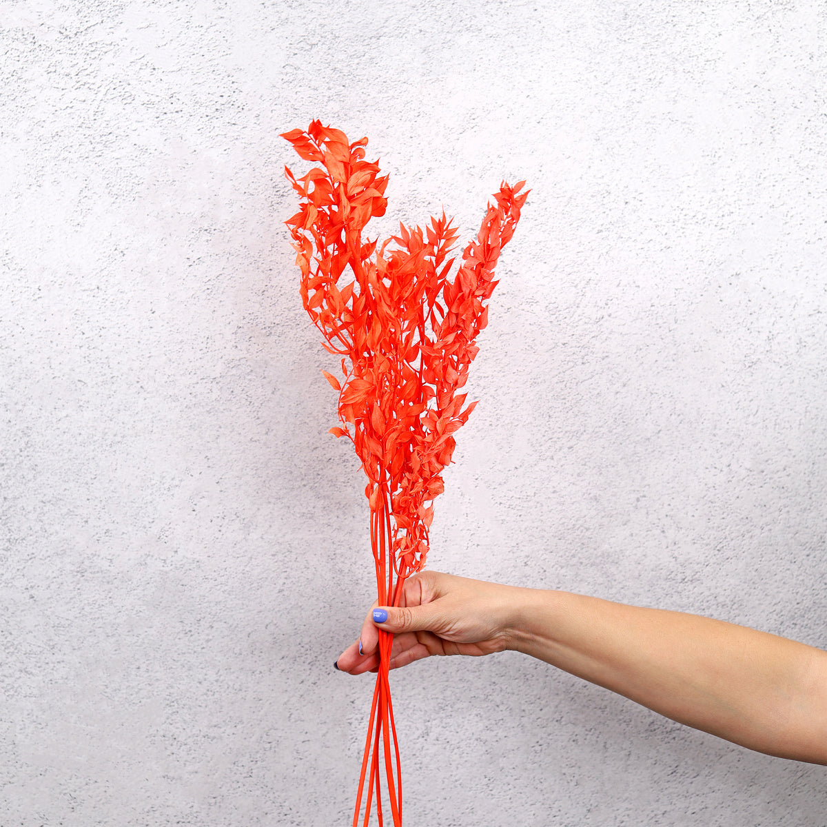 Preserved Bright Red Ruscus – Flowers Across Australia